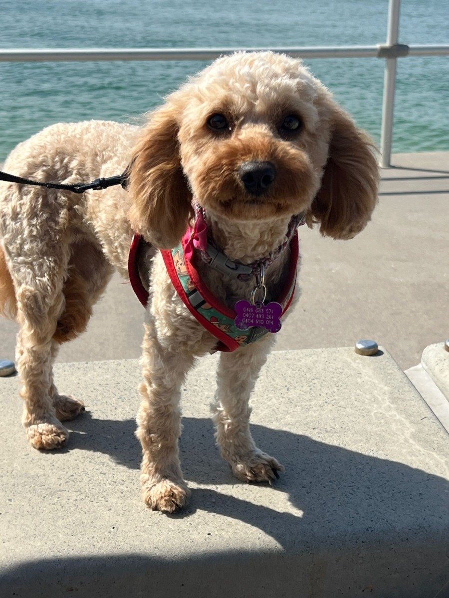 Halle - Small Female Poodle Mix Dog in NSW - PetRescue