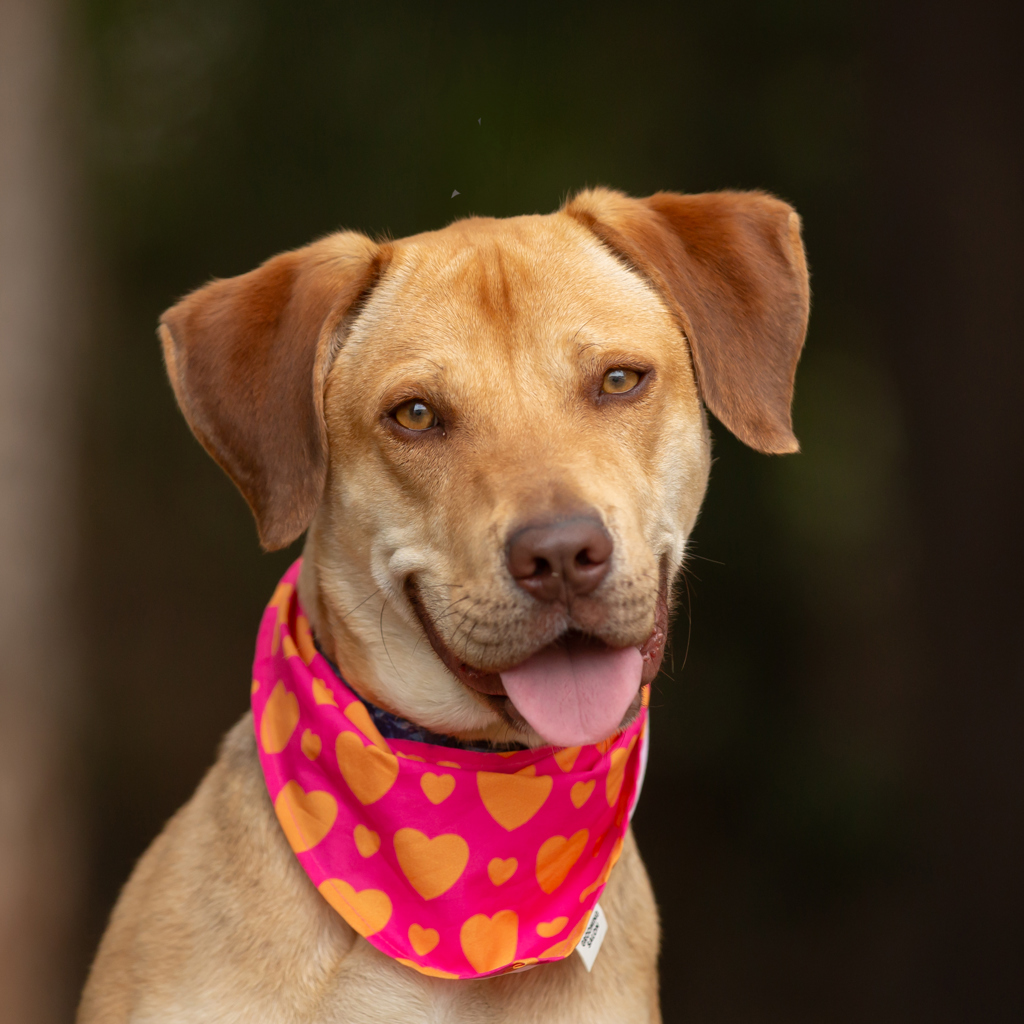 Apricot - Medium Female Pointer x American Staffy Mix Dog in QLD ...