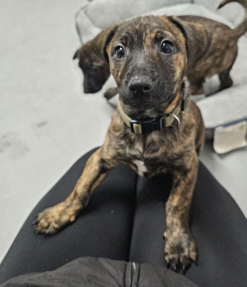 Pudding (was Frappuchino) - Small Female Jack Russell Terrier x English ...