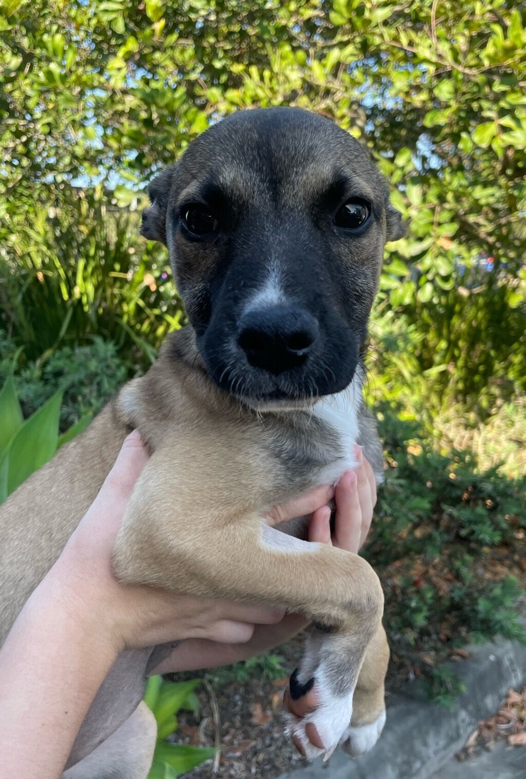 Freya - Medium Female American Staffordshire Bull Terrier Mix Dog in ...