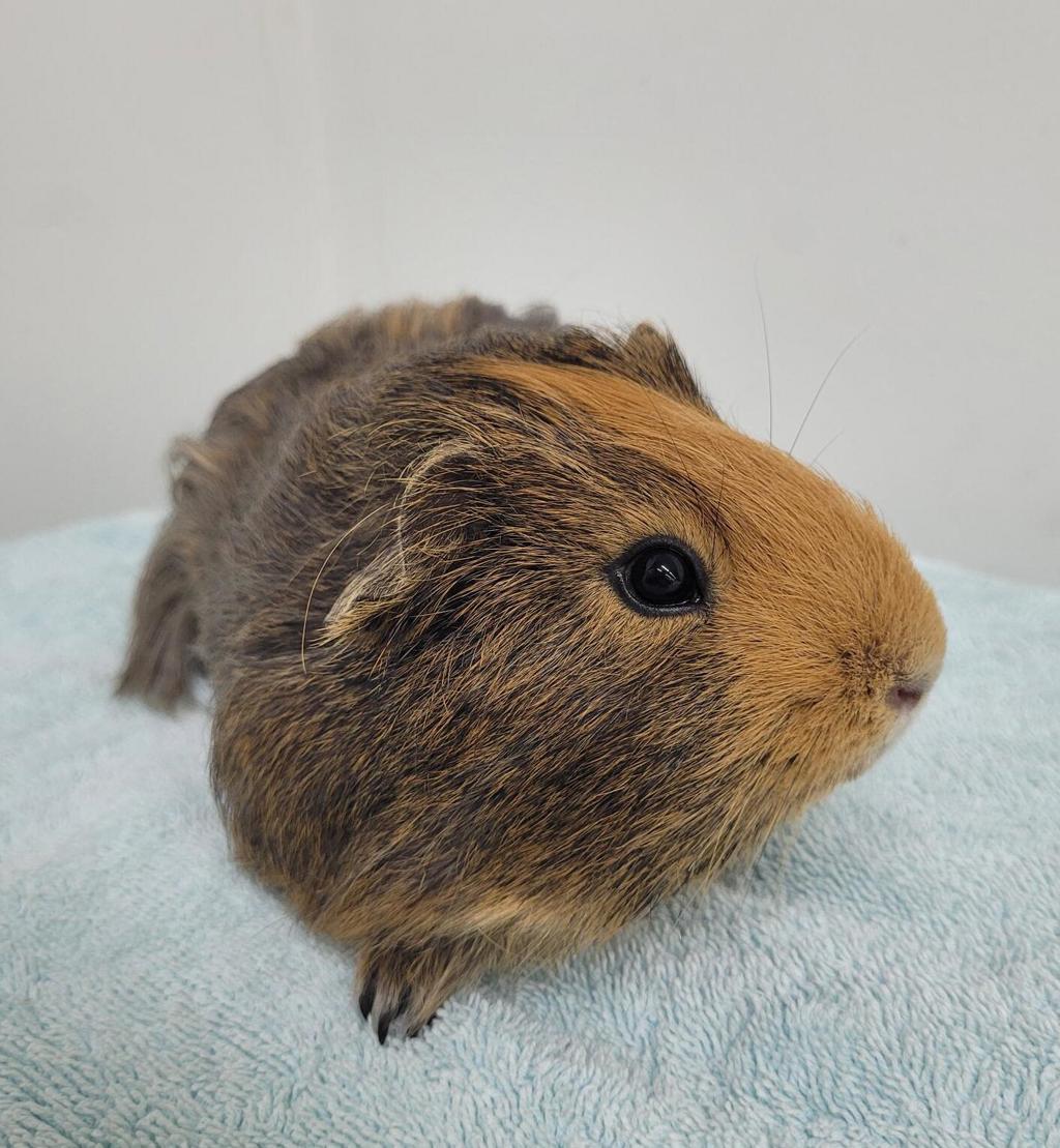 Eggbie - Male Short-hair American Guinea Pig Mix Guinea Pig in VIC ...