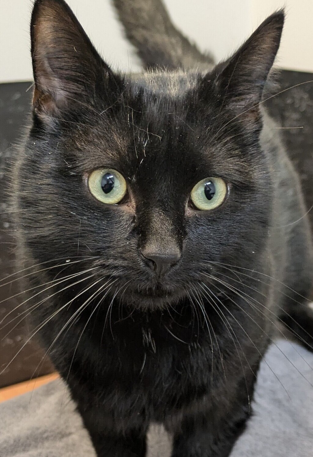 Maximillian - Male Domestic Short Hair Cat in VIC - PetRescue