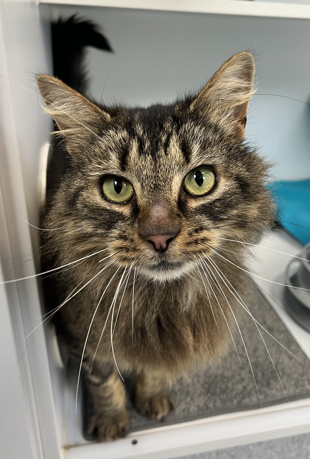 Groot - Male Domestic Longhair Cat in VIC - PetRescue