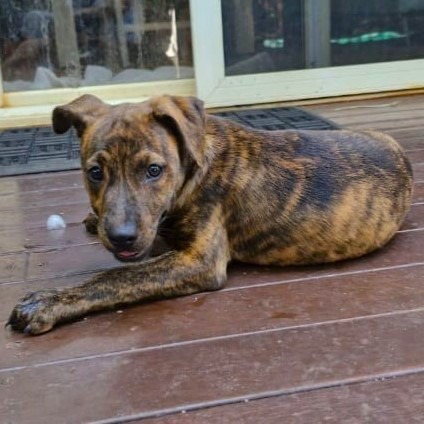 Lotty - Medium Female Mixed Breed Dog in WA - PetRescue