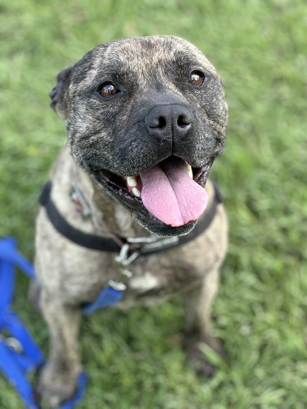 Buggy - Medium Male American Staffordshire Bull Terrier Mix Dog in QLD - PetRescue