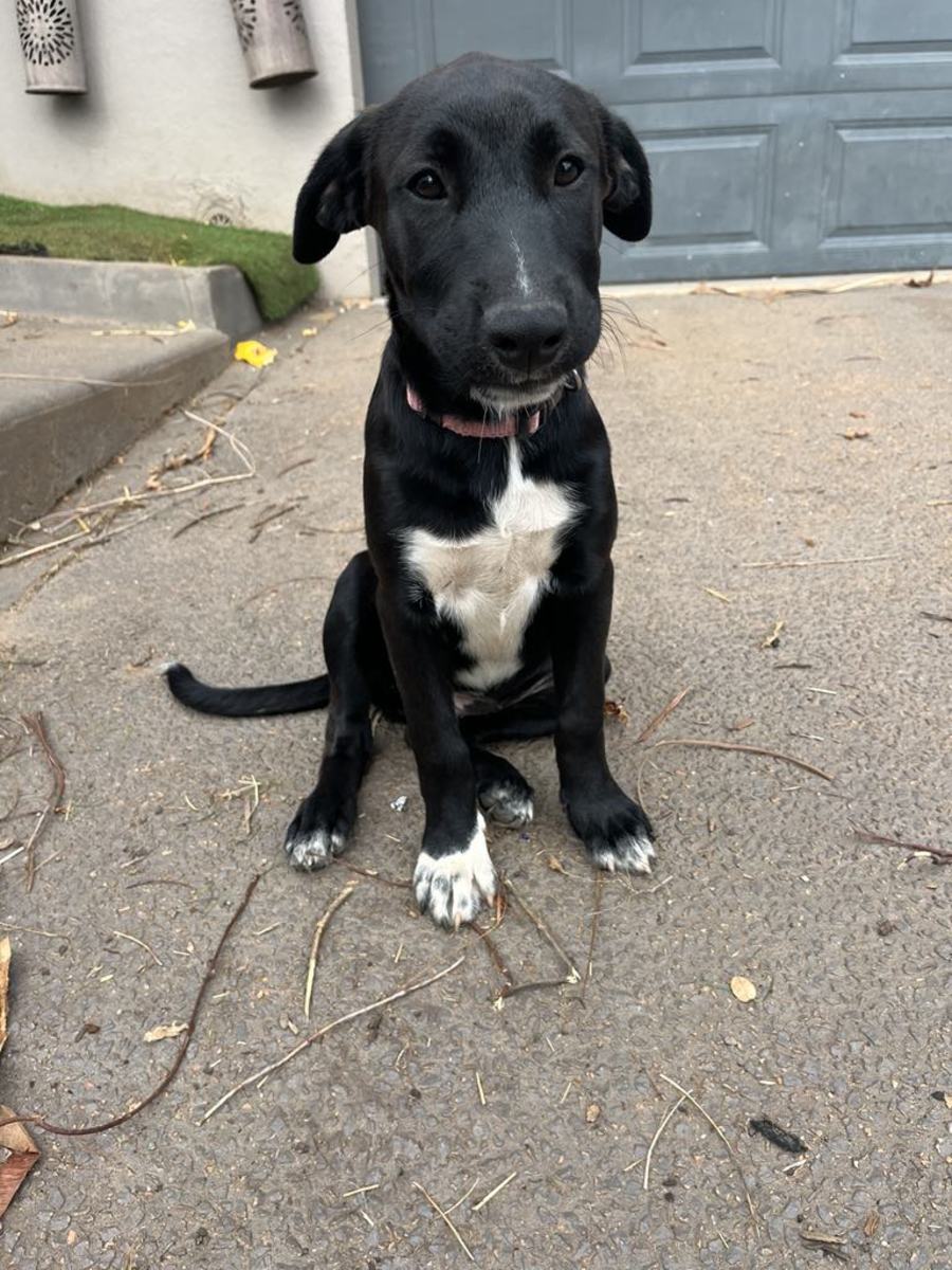 Chic - Medium Female Labrador Mix Dog in QLD - PetRescue