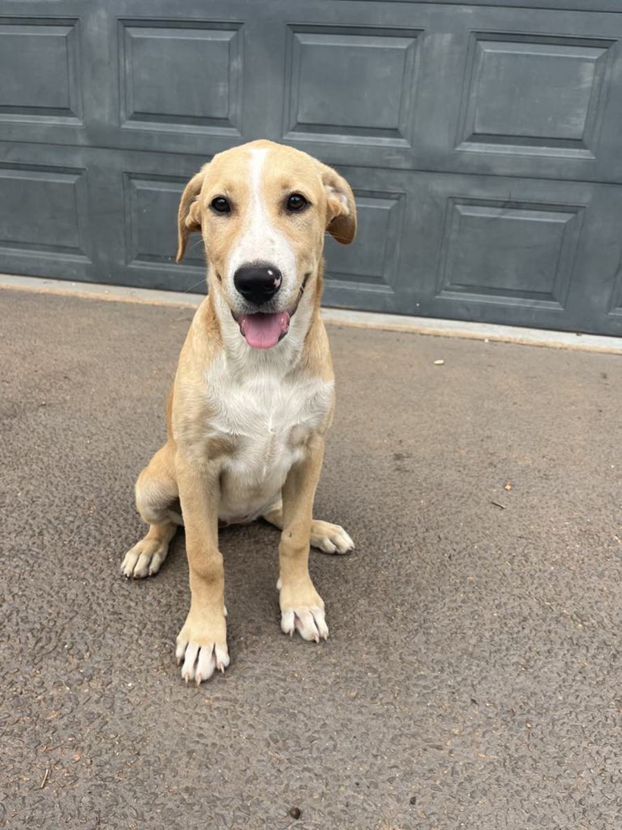 Lucky - Medium Female Labrador Mix Dog in QLD - PetRescue