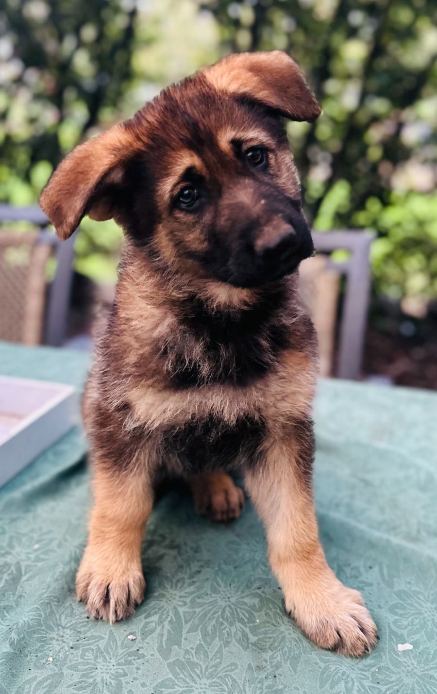 Tash - Large Female German Shepherd Dog Dog in VIC - PetRescue