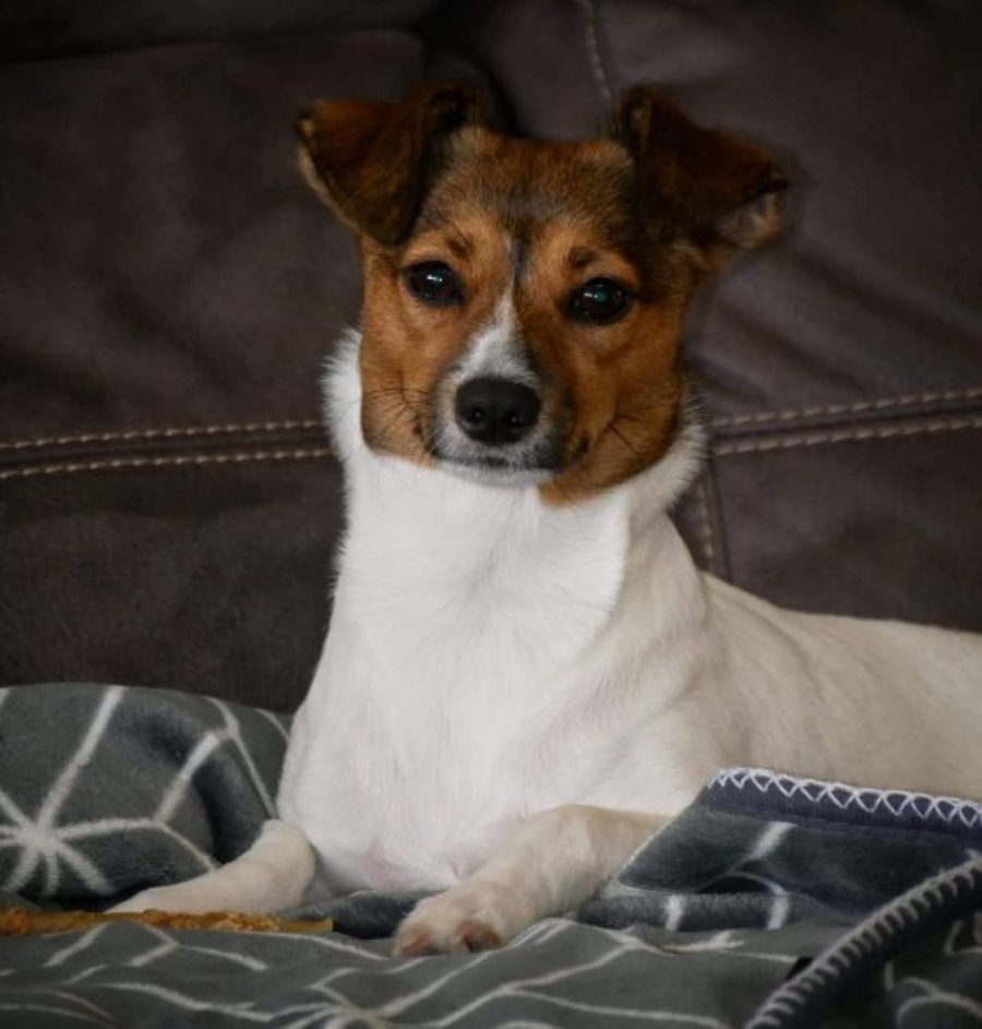 Foxy 🧡 - Small Female Fox Terrier Dog in NSW - PetRescue