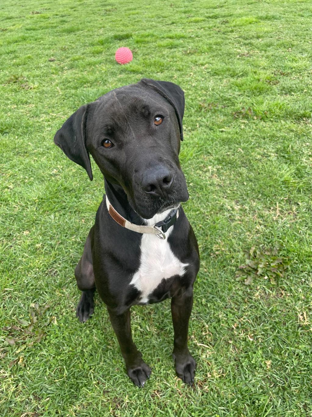 Charlie - Medium Female Bull Arab x Labrador Retriever Mix Dog in VIC ...