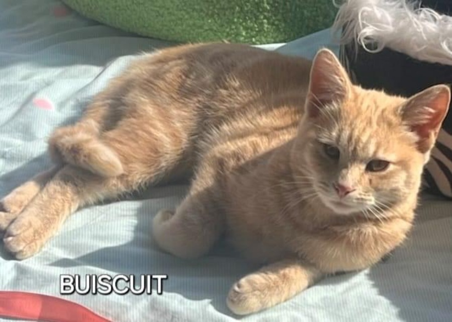 Biscuit 🍪 - Male Domestic Short Hair (DSH) Cat in VIC - PetRescue