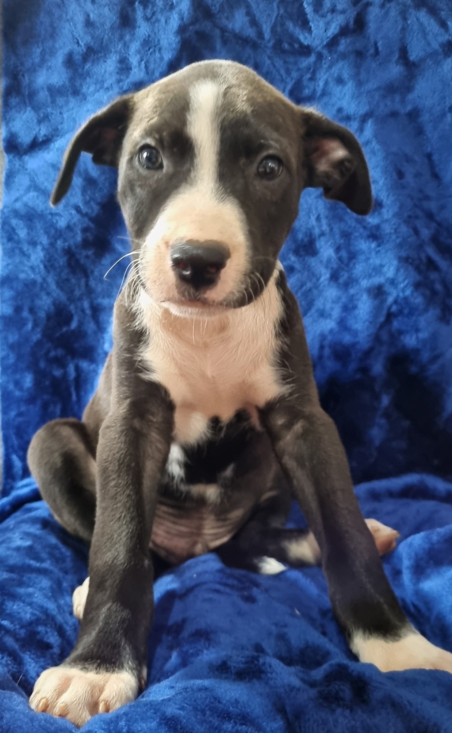 Hugh - Medium Male Staffordshire Bull Terrier x German Shorthaired ...