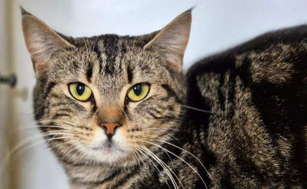 Gia - Female Domestic Short Hair Mix Cat in VIC - PetRescue