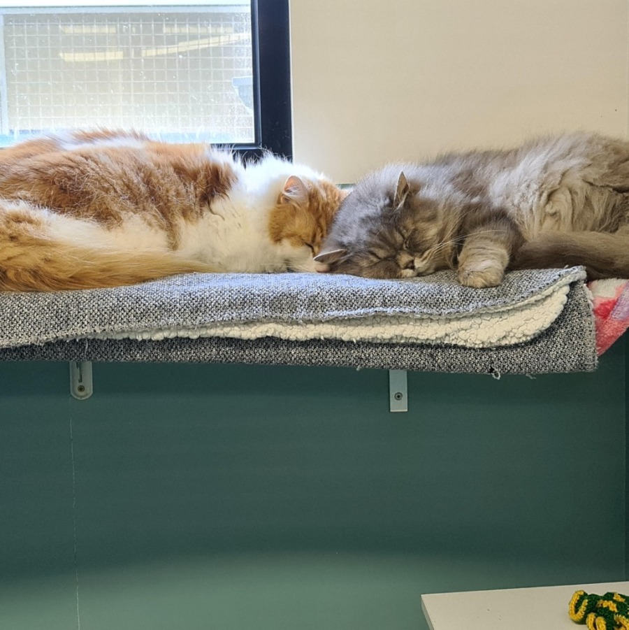 Teddy and Max - Male Domestic Long Hair (DLH) Cat in VIC - PetRescue