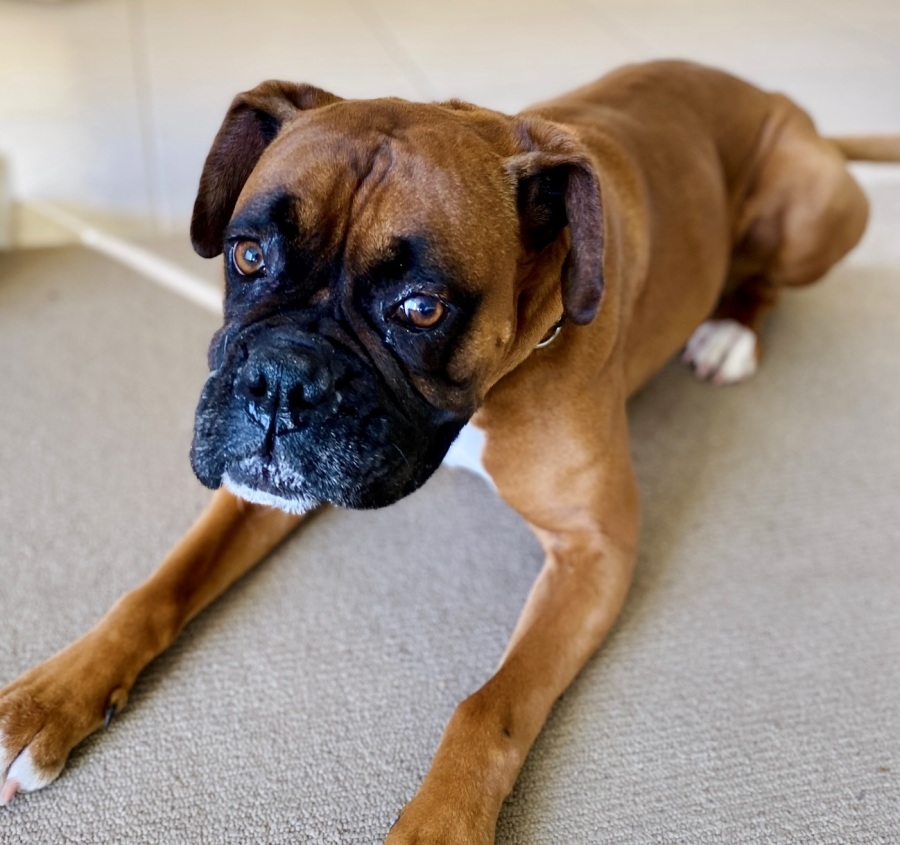 Ruby - Medium Female Boxer Dog in SA - PetRescue