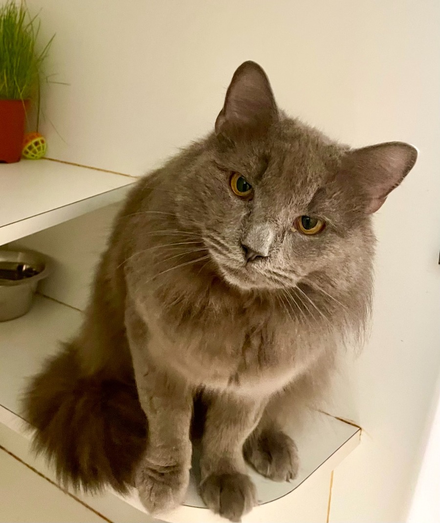 The Sheikh - Male Domestic Medium Hair (DMH) Cat in NSW - PetRescue