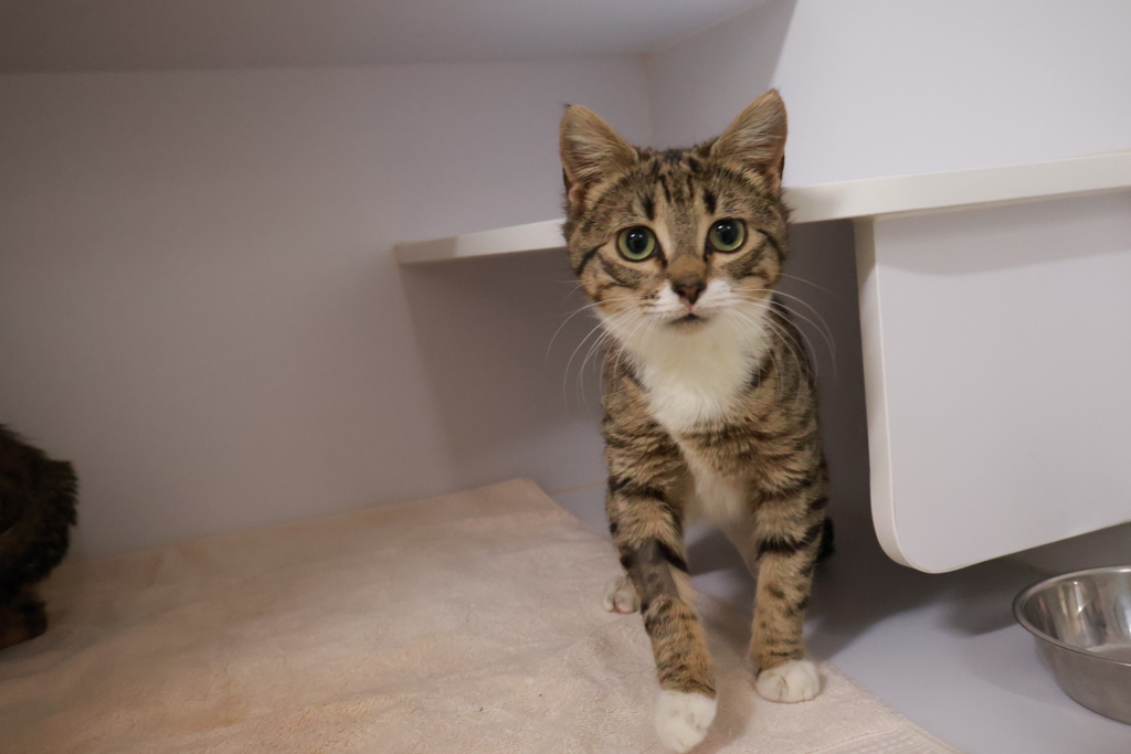 tigger - Female Domestic Short Hair Mix Cat in VIC - PetRescue