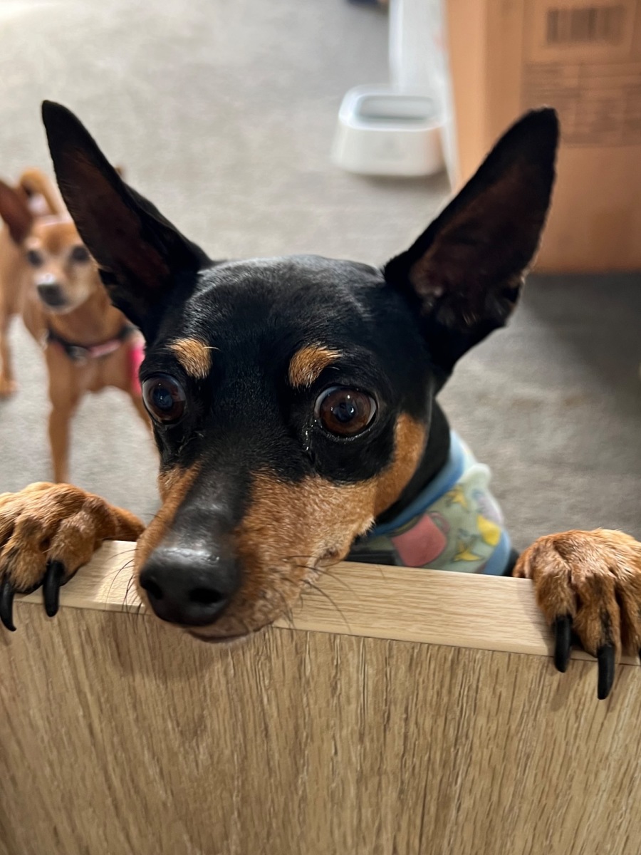Pixie - Small Female Miniature Pinscher Dog in QLD - PetRescue