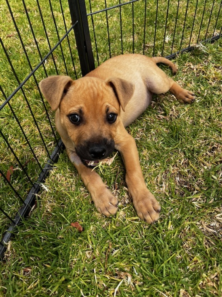 Robbo - Medium Male American Staffordshire Bull Terrier Mix Dog in QLD ...