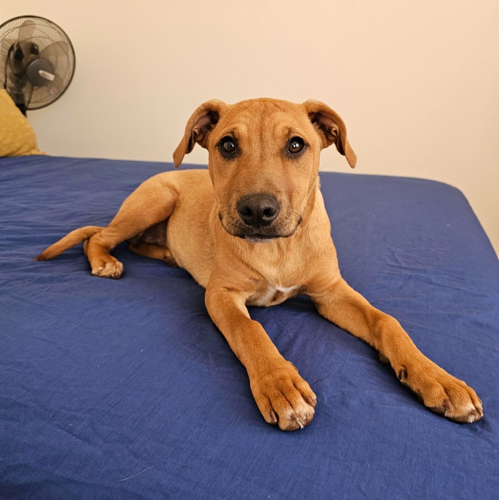 Jipsie - Medium Female Mixed Breed x Mixed breed Mix Dog in WA - PetRescue