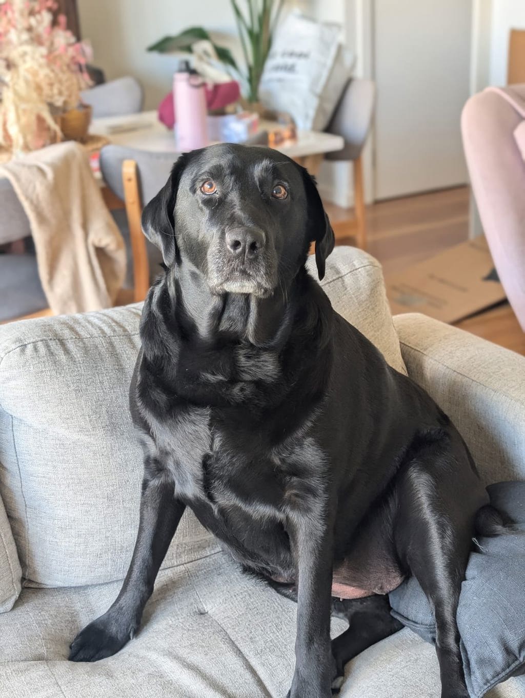 Kobe - Large Female Labrador Dog in VIC - PetRescue