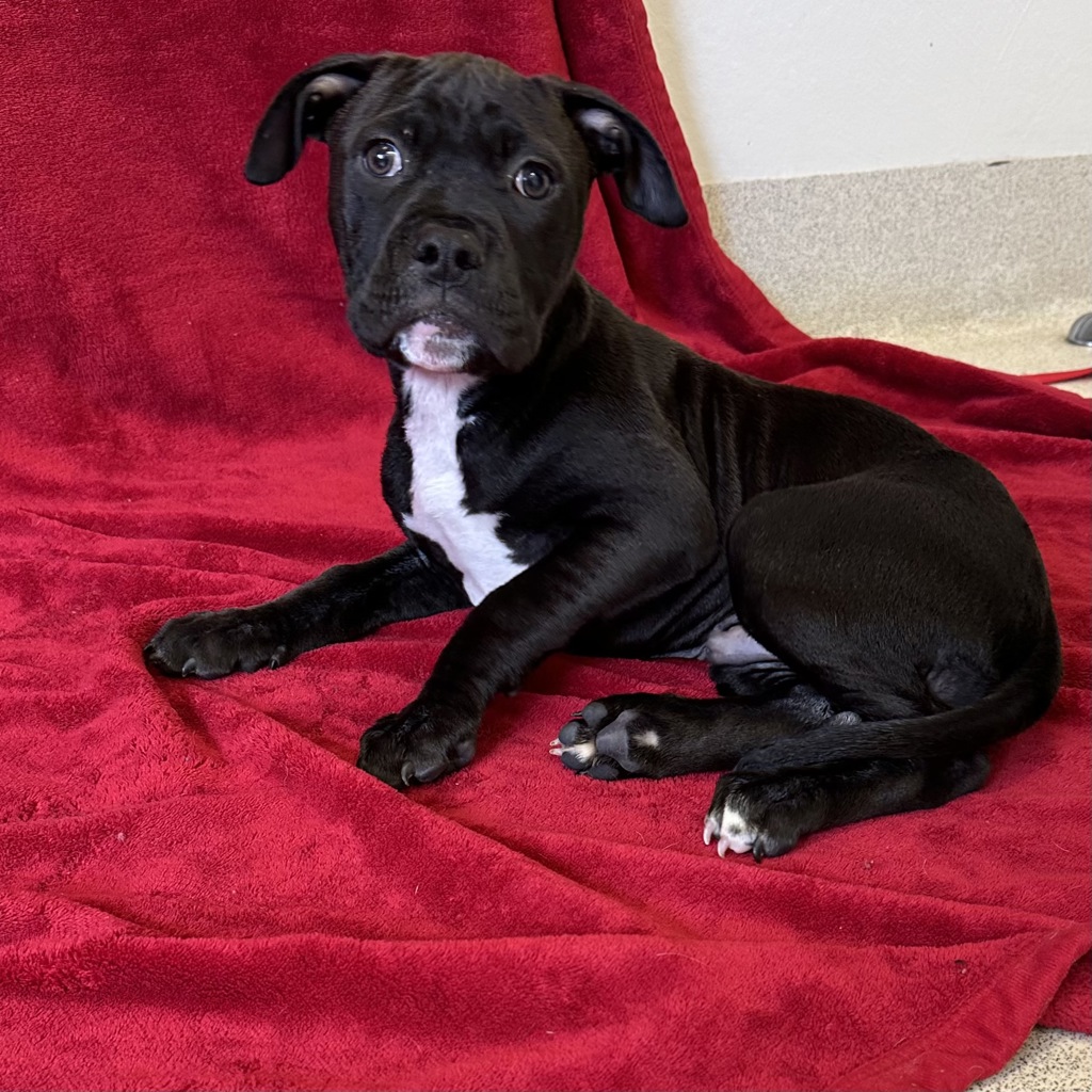 Diesel - Medium Male Staffy Mix Dog in VIC - PetRescue