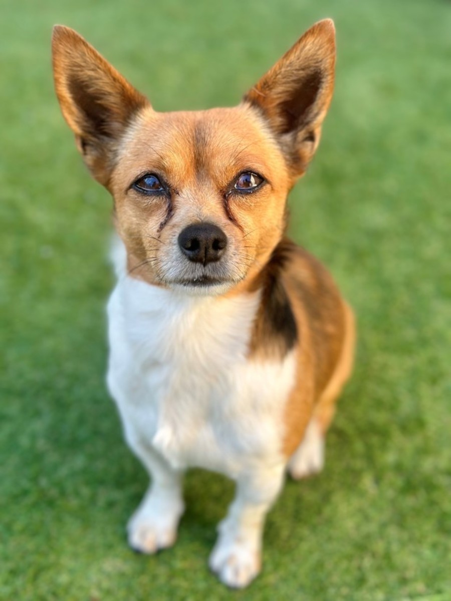 Baxter - Small Male Chihuahua x Fox Terrier Mix Dog in NSW - PetRescue