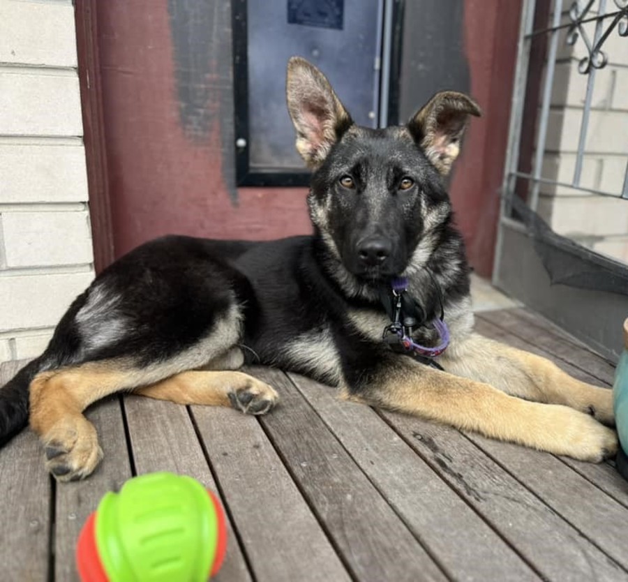 Ari - Large Male German Shepherd Dog Dog in VIC - PetRescue