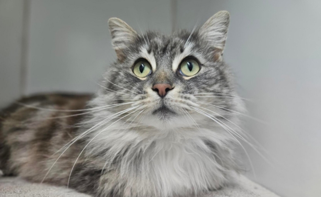 Gizmo - Female Domestic Longhair Mix Cat in VIC - PetRescue