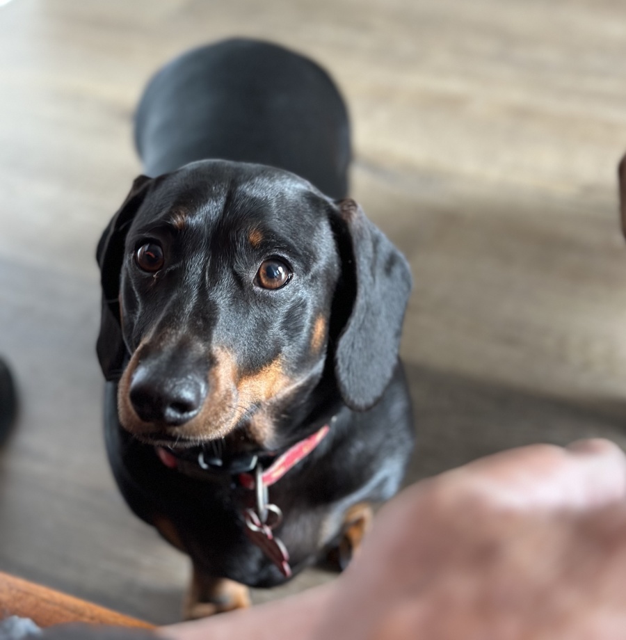 Sausage - Small Male Dachshund Dog in QLD - PetRescue