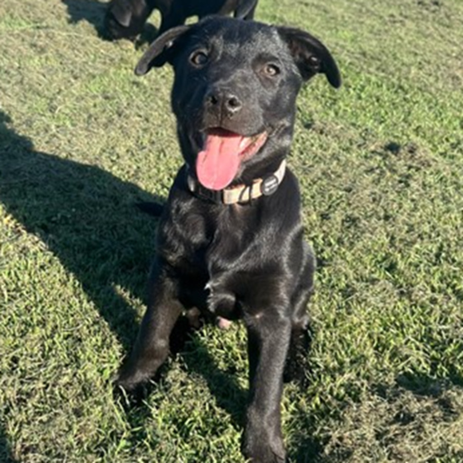 Charles - Large Male Labrador Mix Dog in QLD - PetRescue