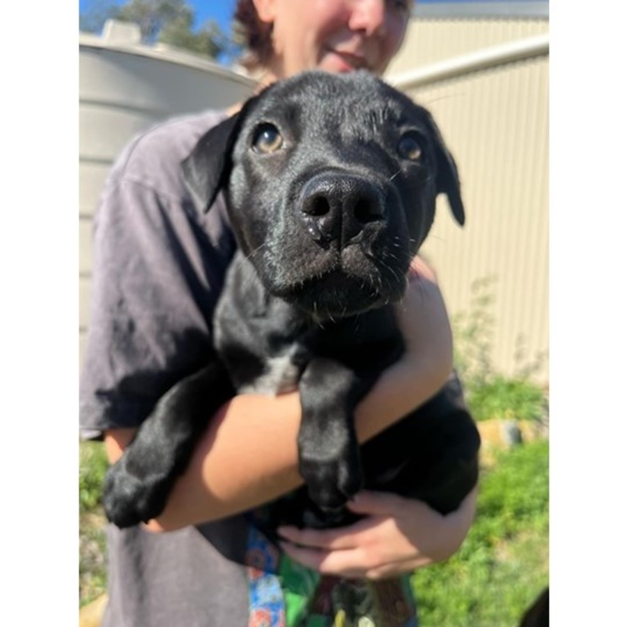 Paris - Large Female Labrador Mix Dog in QLD - PetRescue
