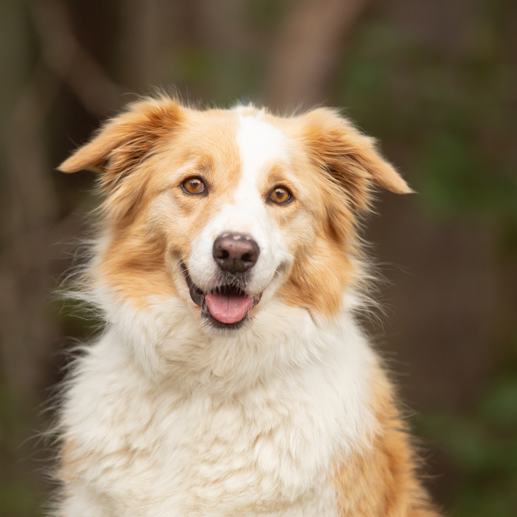 Storm - Medium Female Border Collie Mix Dog in QLD - PetRescue
