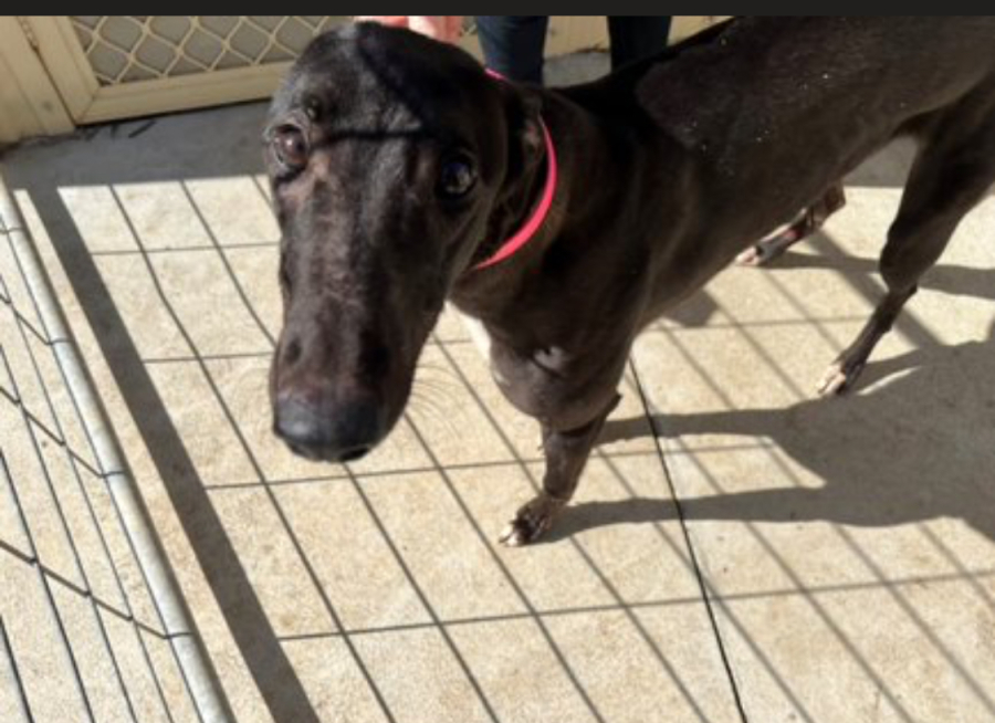 Emms - Small Female Greyhound Dog in VIC - PetRescue