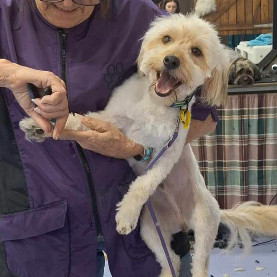 Bunta - Small Male Maltese x Chihuahua Mix Dog in QLD - PetRescue
