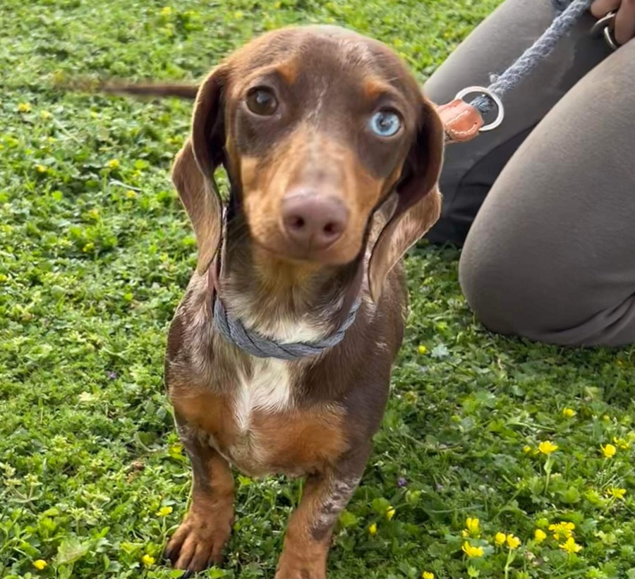 Valhalla - Small Female Dachshund Dog in VIC - PetRescue