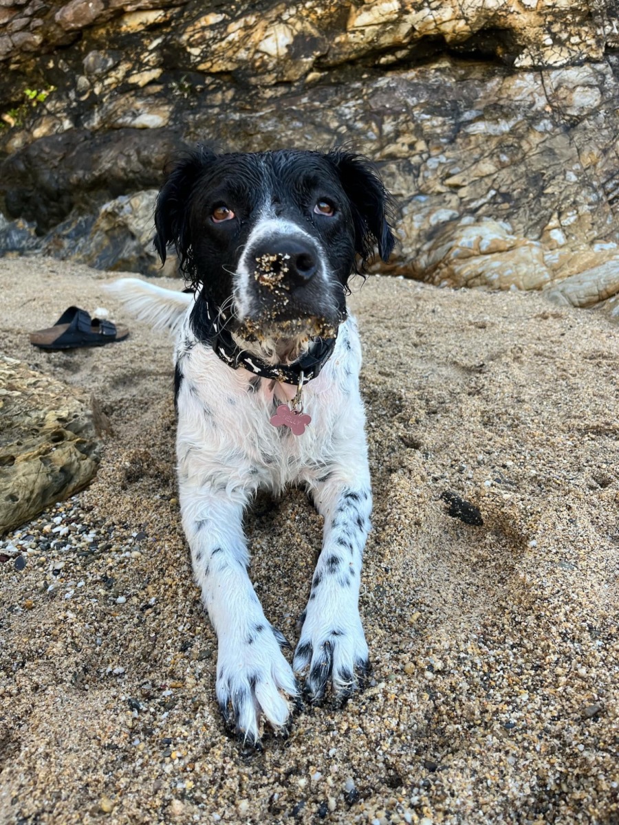 Lilly - Medium Female Border Collie x American Water Spaniel Dog in NSW ...