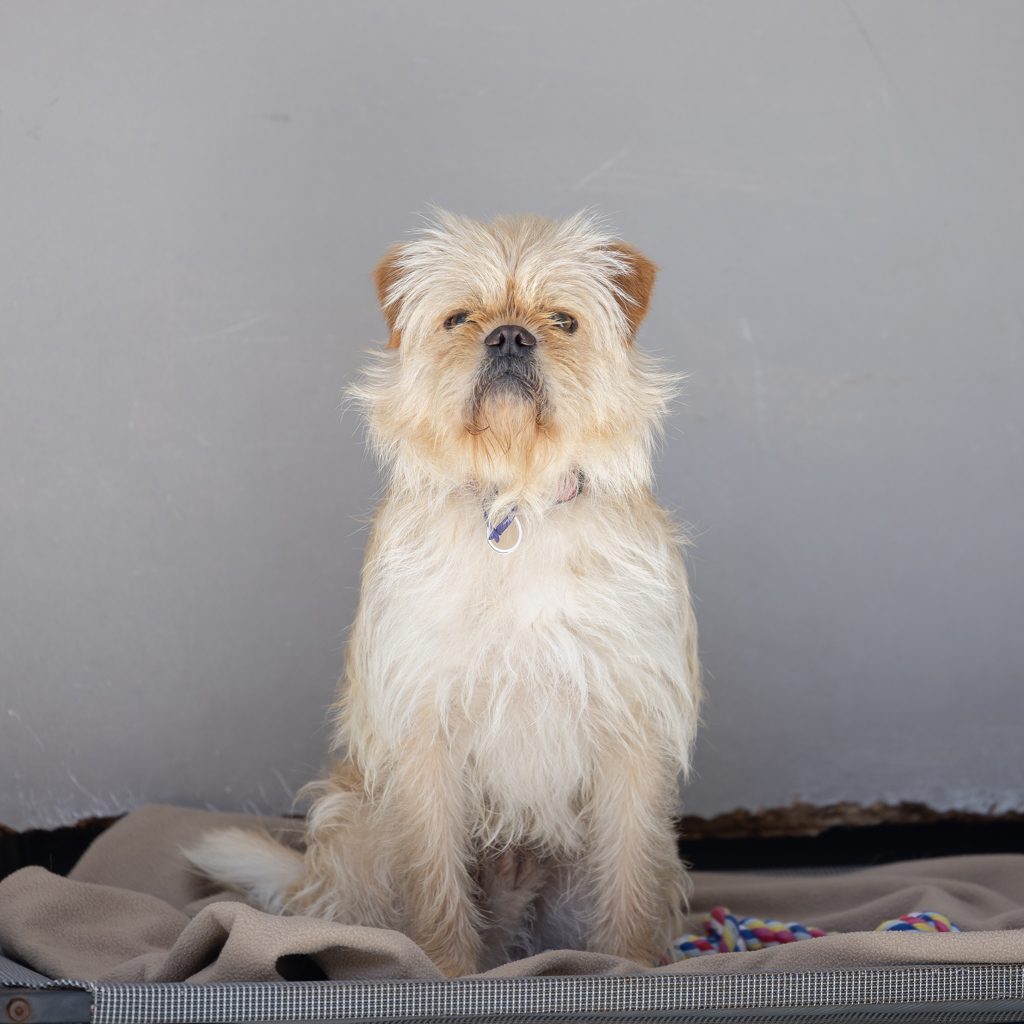 Scruff - Small Male Brussels Griffon x Terrier Mix Dog in QLD - PetRescue