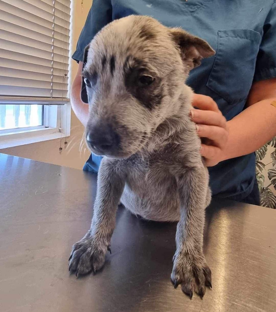 Angelica - Medium Female Mixed Breed Mix Dog in NT - PetRescue