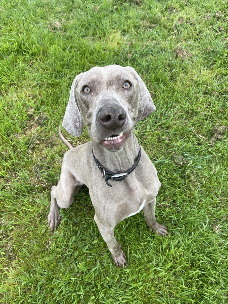 Huxtley - Large Male Weimaraner Mix Dog in VIC - PetRescue