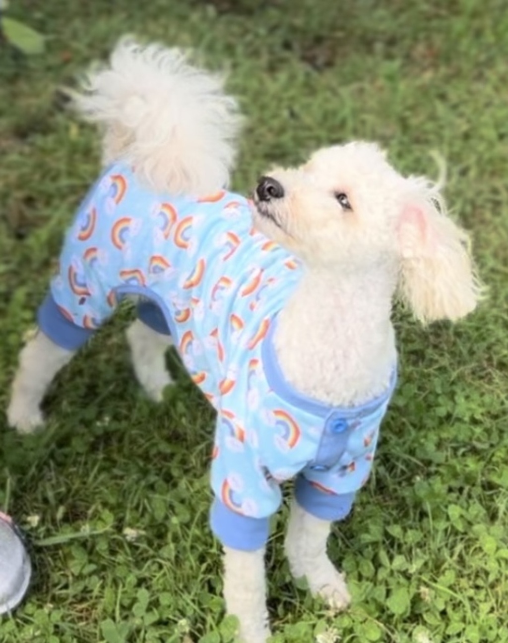 Milo - Small Male Poodle Toy Mix Dog in QLD - PetRescue