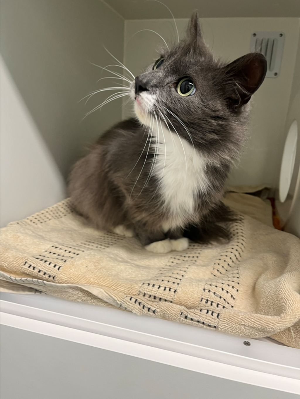 Nyla - Female Domestic Short Hair Mix Cat in VIC - PetRescue