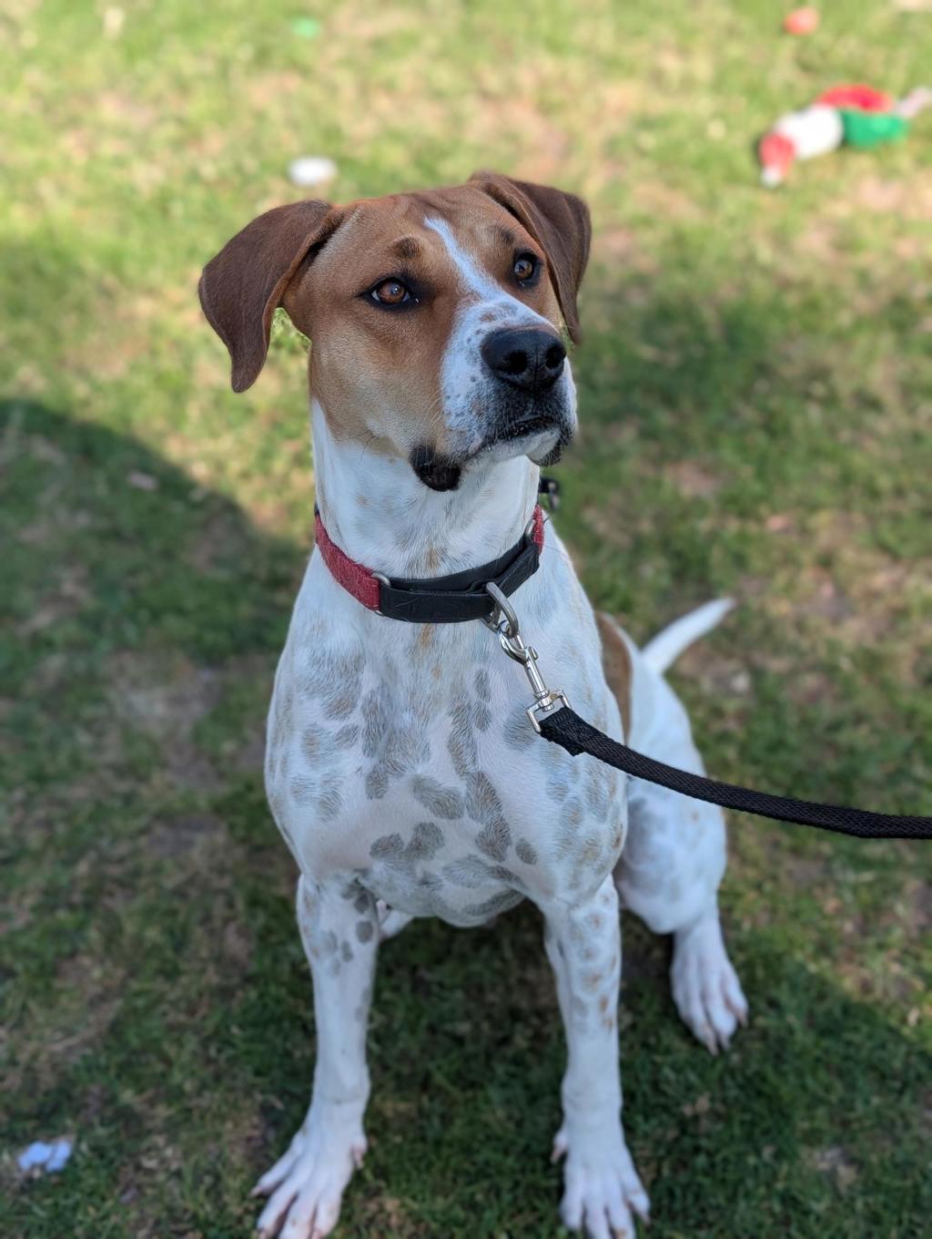 Marnie - Large Female Pointer x Large Mixed Breed Mix Dog in WA - PetRescue