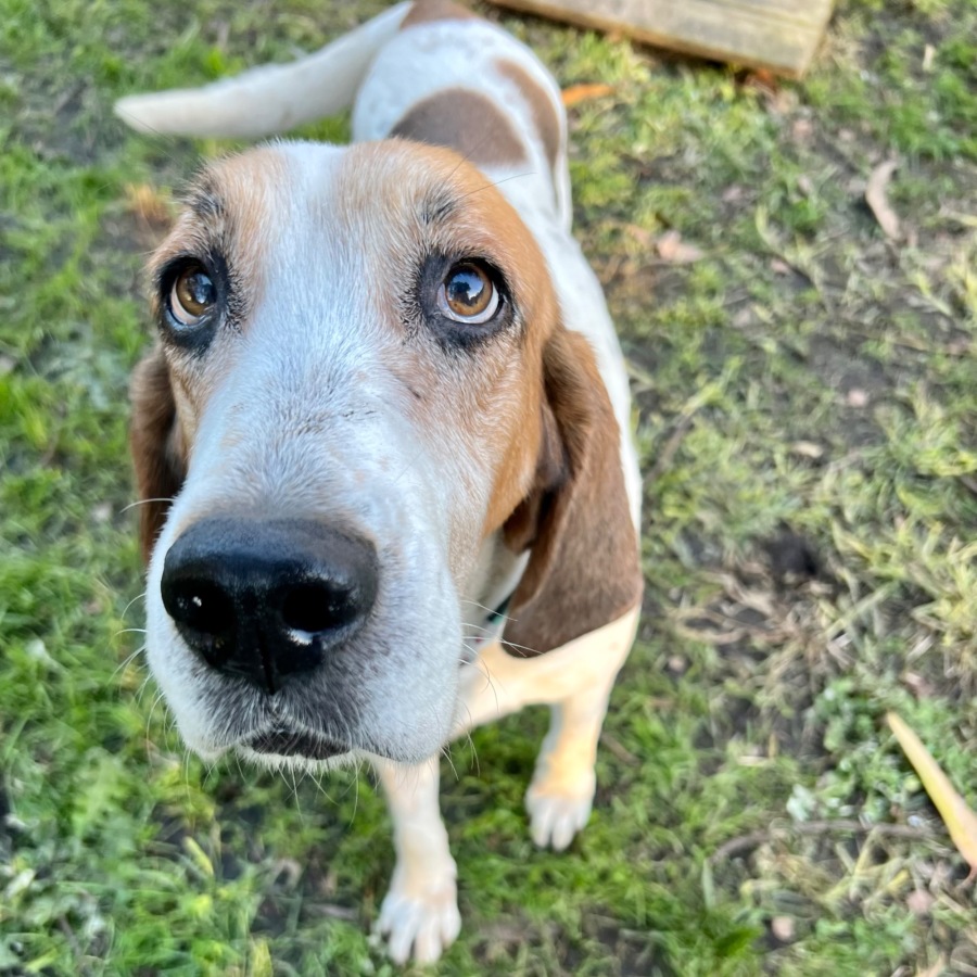 Beagle Rescue Victoria Inc - PetRescue