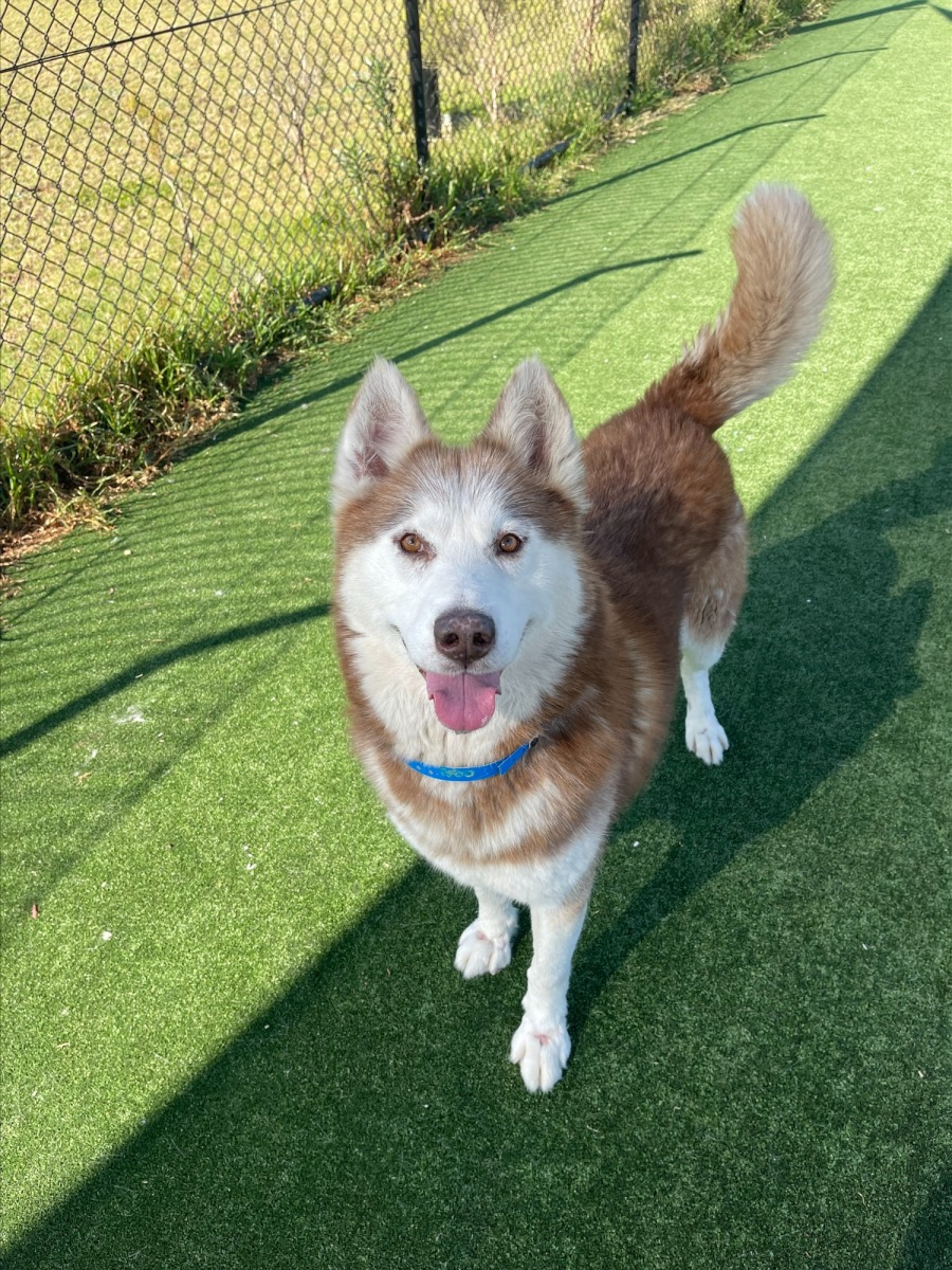 Prince imp 1800 - Large Male Siberian Husky Dog in NSW - PetRescue