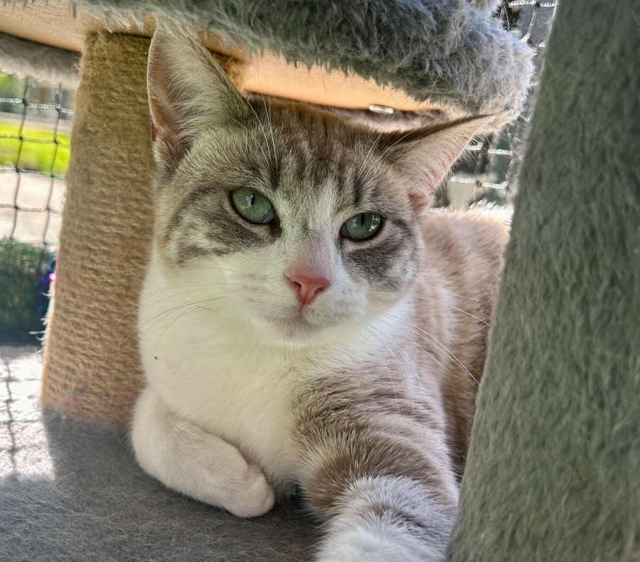 Latte - Female Domestic Short Hair (DSH) Cat in VIC - PetRescue