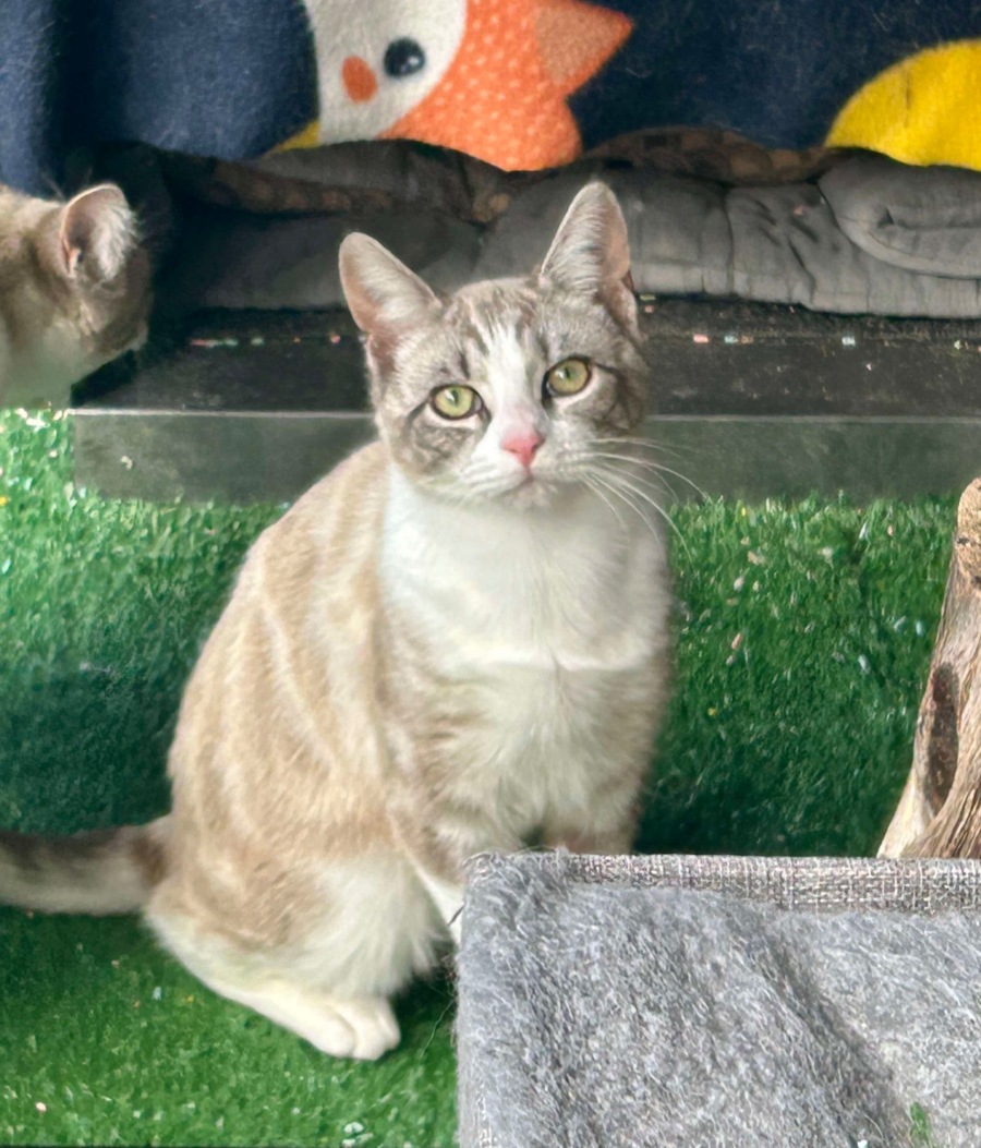 Cappuccino - Female Domestic Short Hair (DSH) Cat in VIC - PetRescue