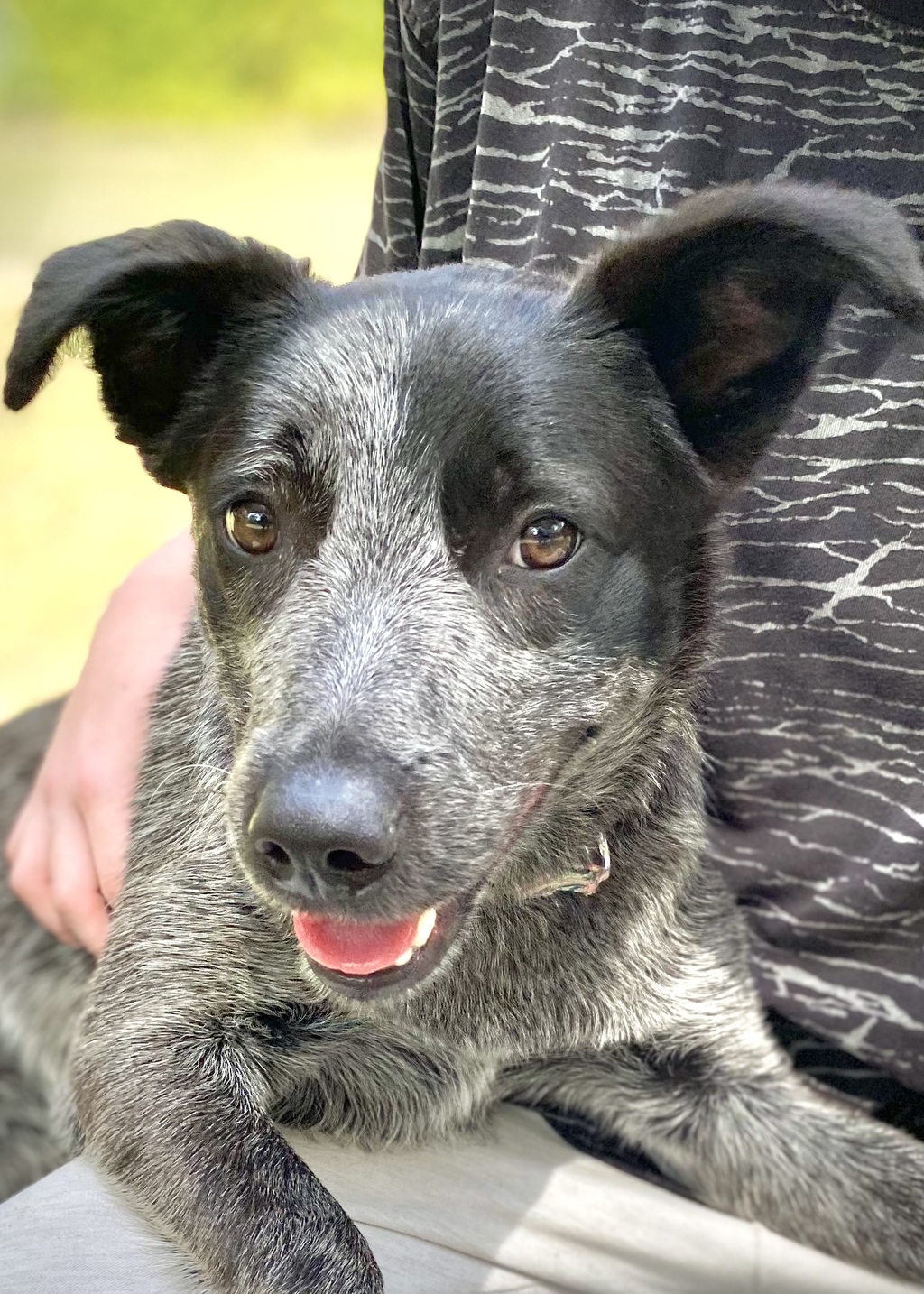 Silva - Medium Female Australian Cattle Dog Mix Dog in QLD - PetRescue