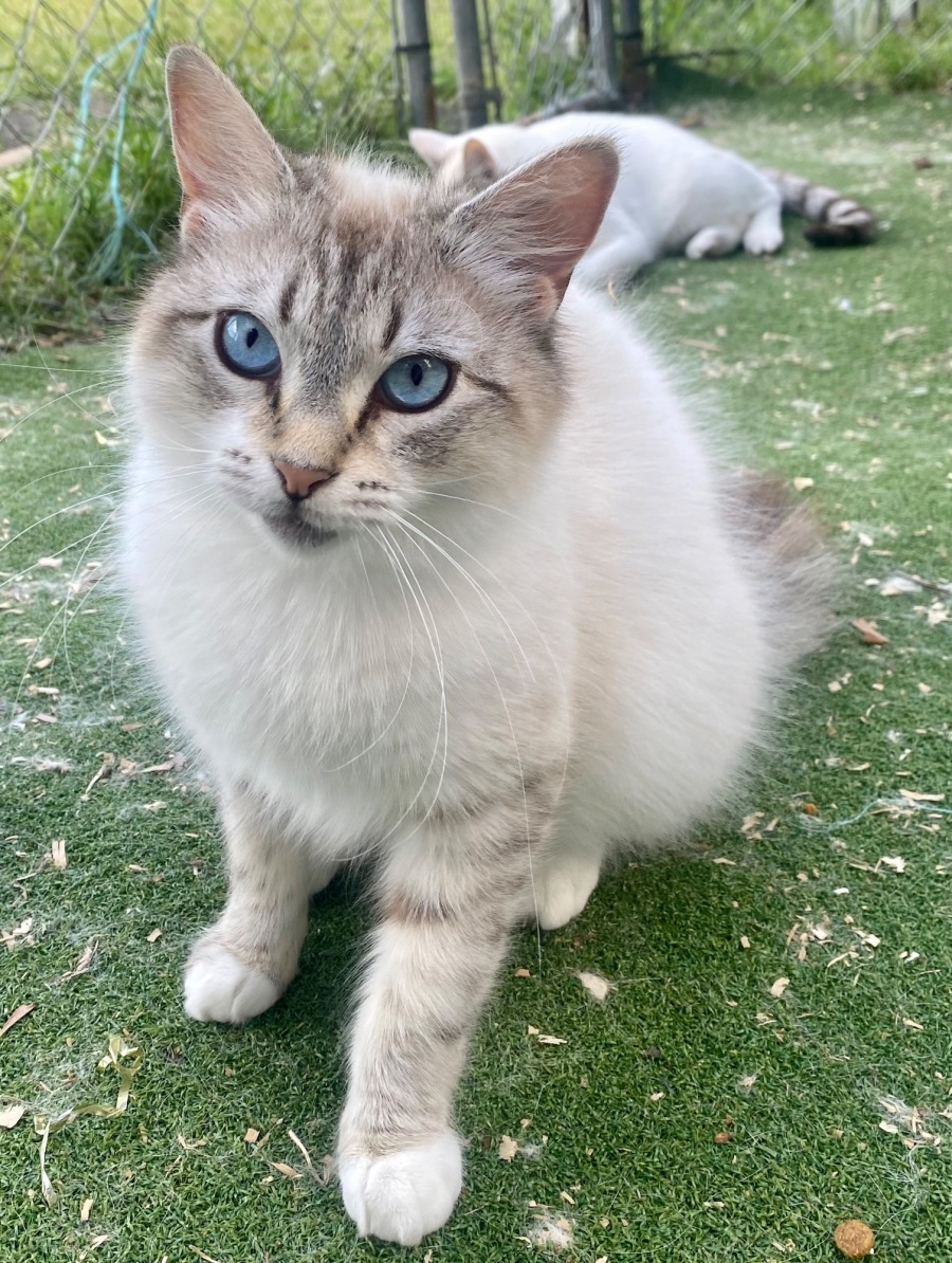 Shilo - Female Ragdoll Mix Cat in NSW - PetRescue