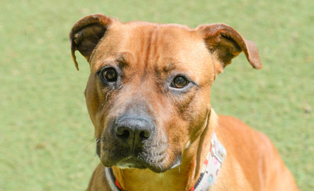 Goldie Hawn - Medium Female Staffy Mix Dog in VIC - PetRescue